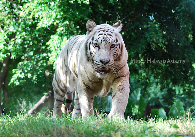 Bali tiger - JungleKey.in Image