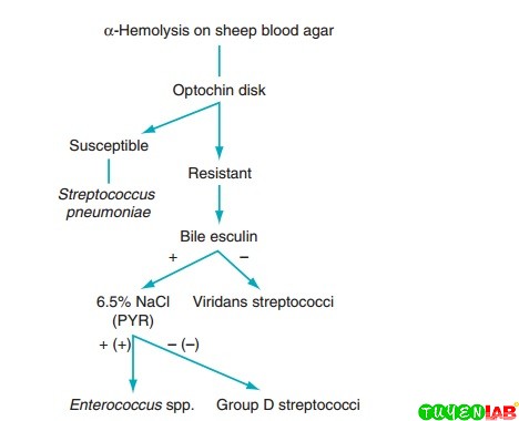 Streptococcus Diagram