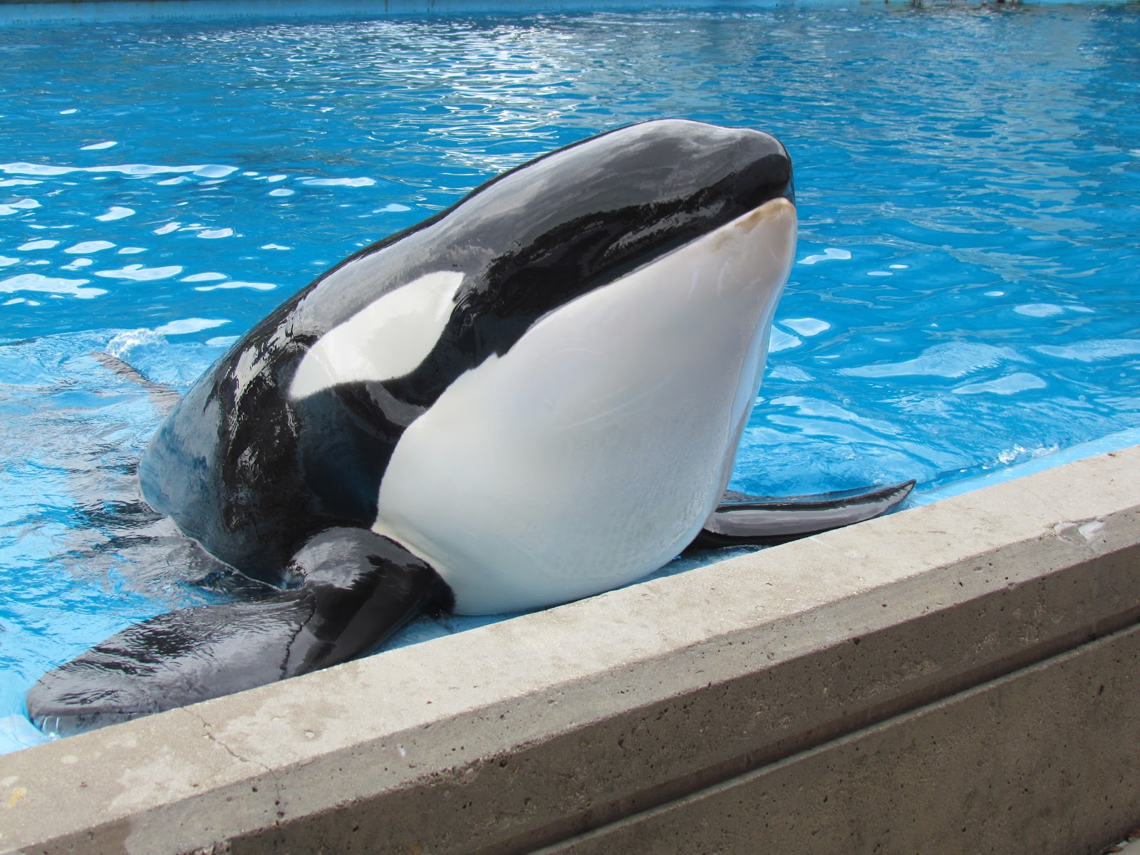 The Nelsons: Sea World - Shamu