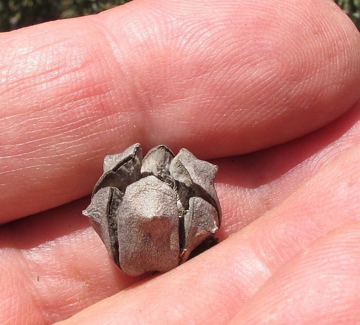 Esperance Wildflowers: Callitris roei - Roe's Cypress Pine