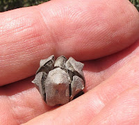 Esperance Wildflowers: Callitris roei - Roe's Cypress Pine