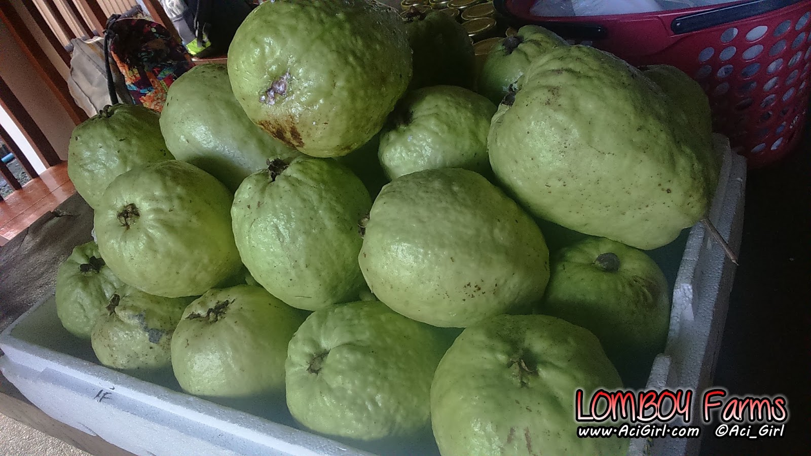 Grape Picking In Bauang, La Union | Aci Girl