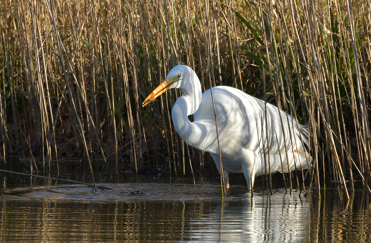 Jozef van der Heijden - Natuurfotografie: De Grote zilverreiger in de ...
