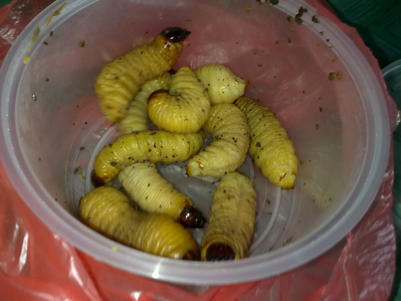 how ulat sagu taste like?