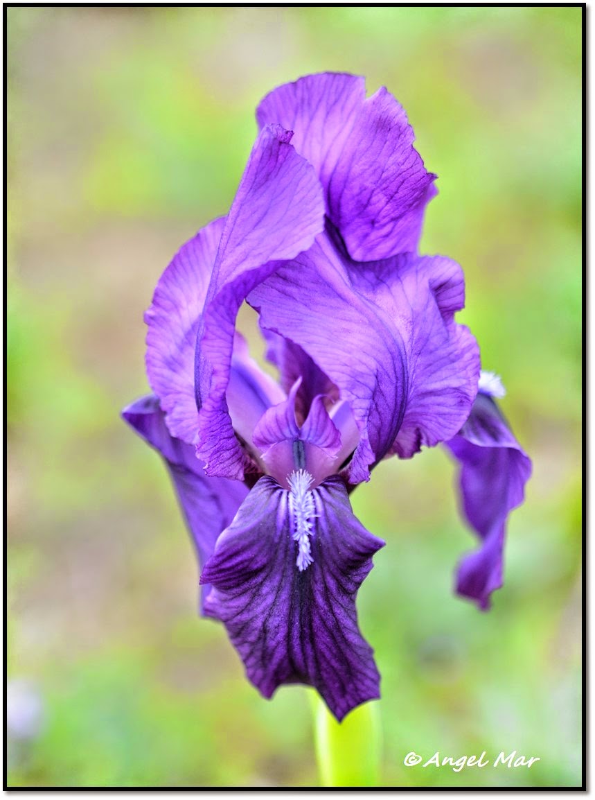 Flores y Bichos ***: Lirios silvestres / Wild lilies (Iris lutescens ...