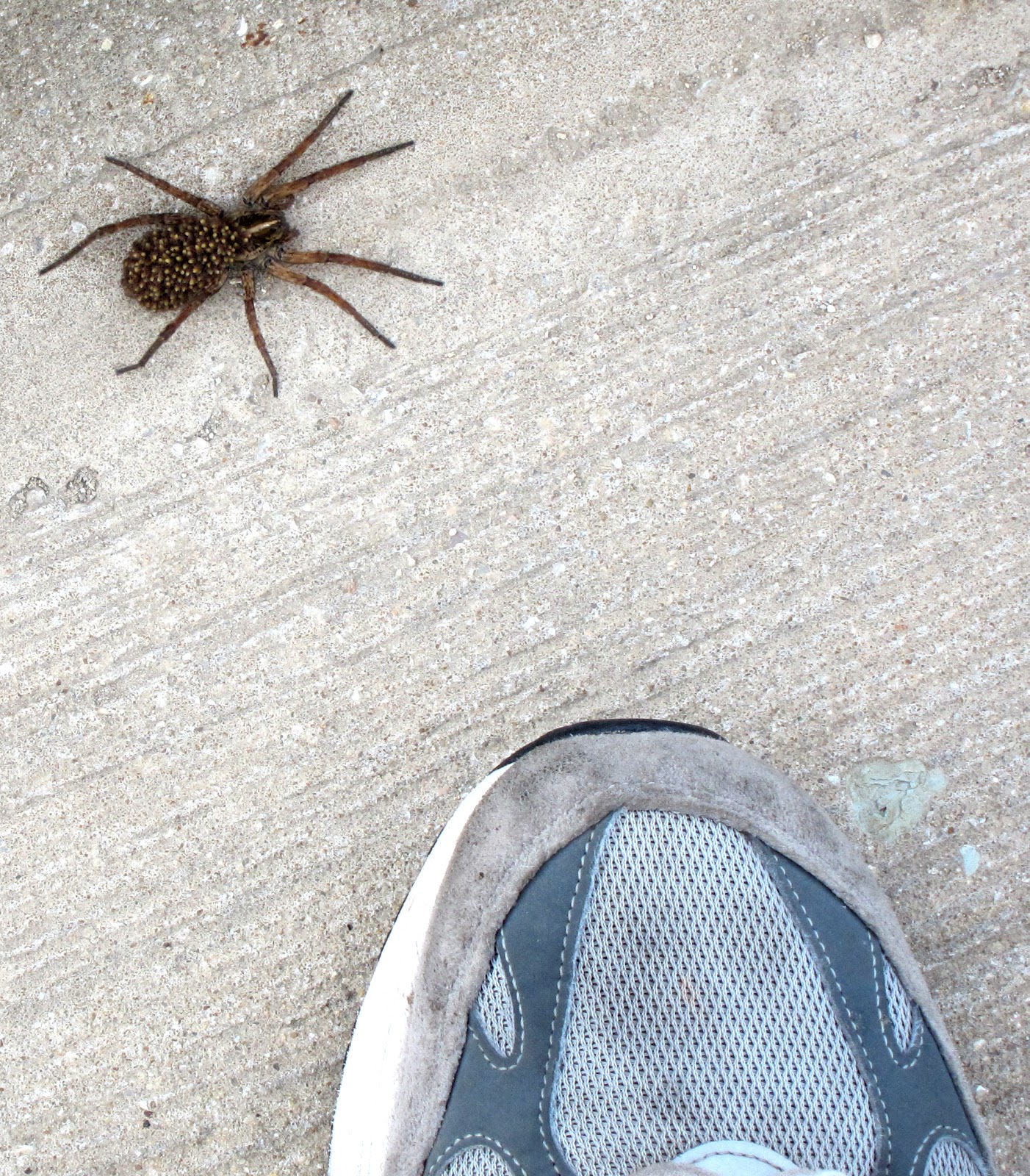 The Cool Hot Center: Itsy Bitsy Spi -- Uh, Wait