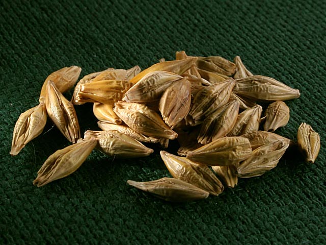 !! La Cebada !!: La Cebada