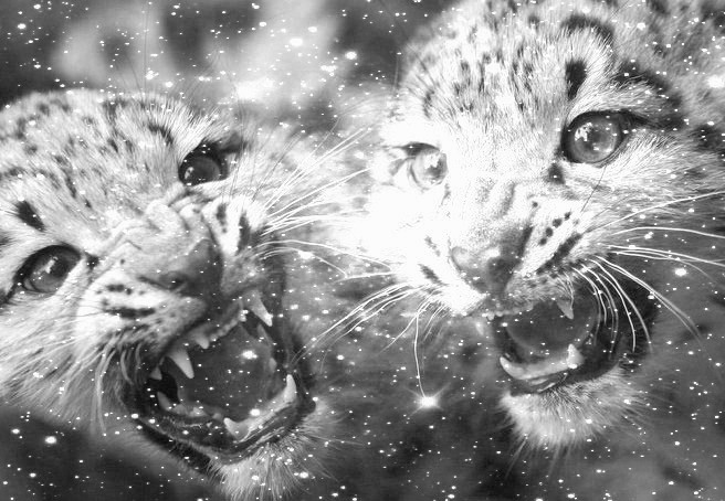 Mix up Style: ≮Tiger Snow Leopard≯