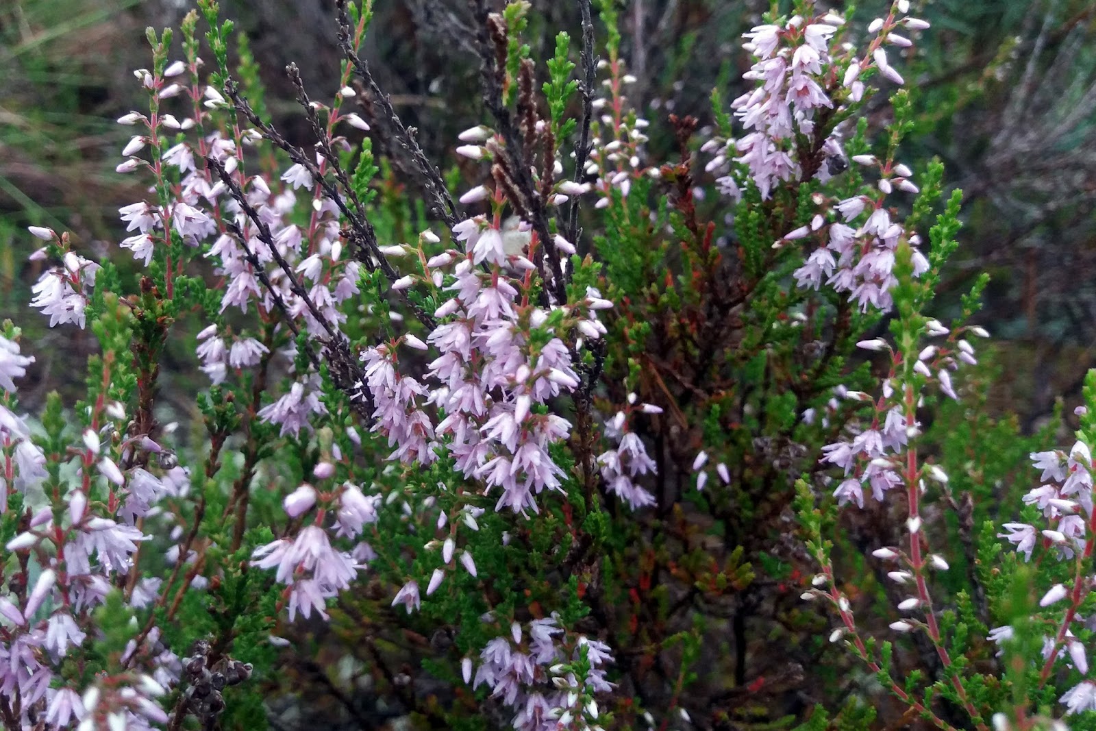 Kasveja Suomesta: Kanerva (Calluna vulgaris)