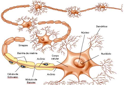 FARMA & CIENCIA: COMO É A COMPOSIÇÃO DOS SEUS NEURÔNIOS?
