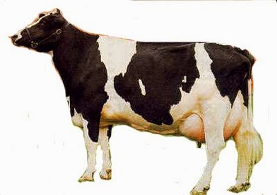 Budidaya Ternak Sapi Perah - Peluang Bali