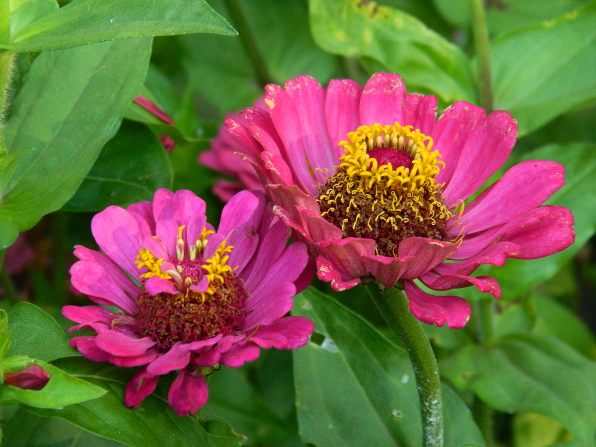 LA MULTI ANI, ROMANIA!: Carciumarese (zinnia)