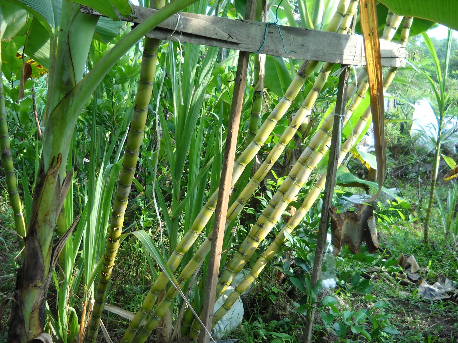 KENALI POKOK SAYANGI POKOK: TEBU
