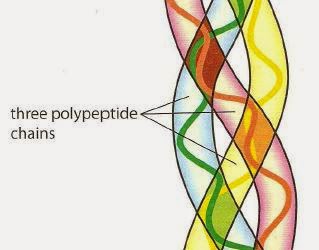 IB Chemistry (HL): B2 Proteins