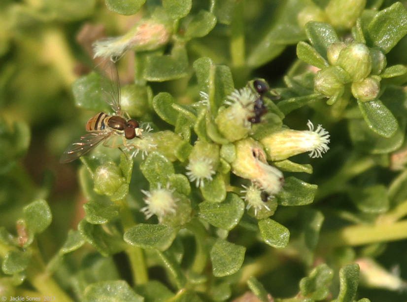 The Natural History of Bodega Head: On the nature of pappus