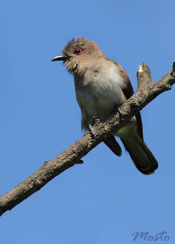 AVES NUESTRAS: CUCLILLO CHICO