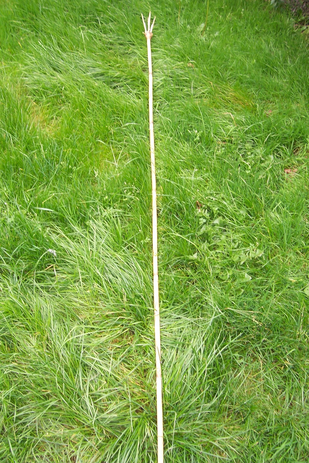 BUZZARD BUSHCRAFT: Bamboo fish spear
