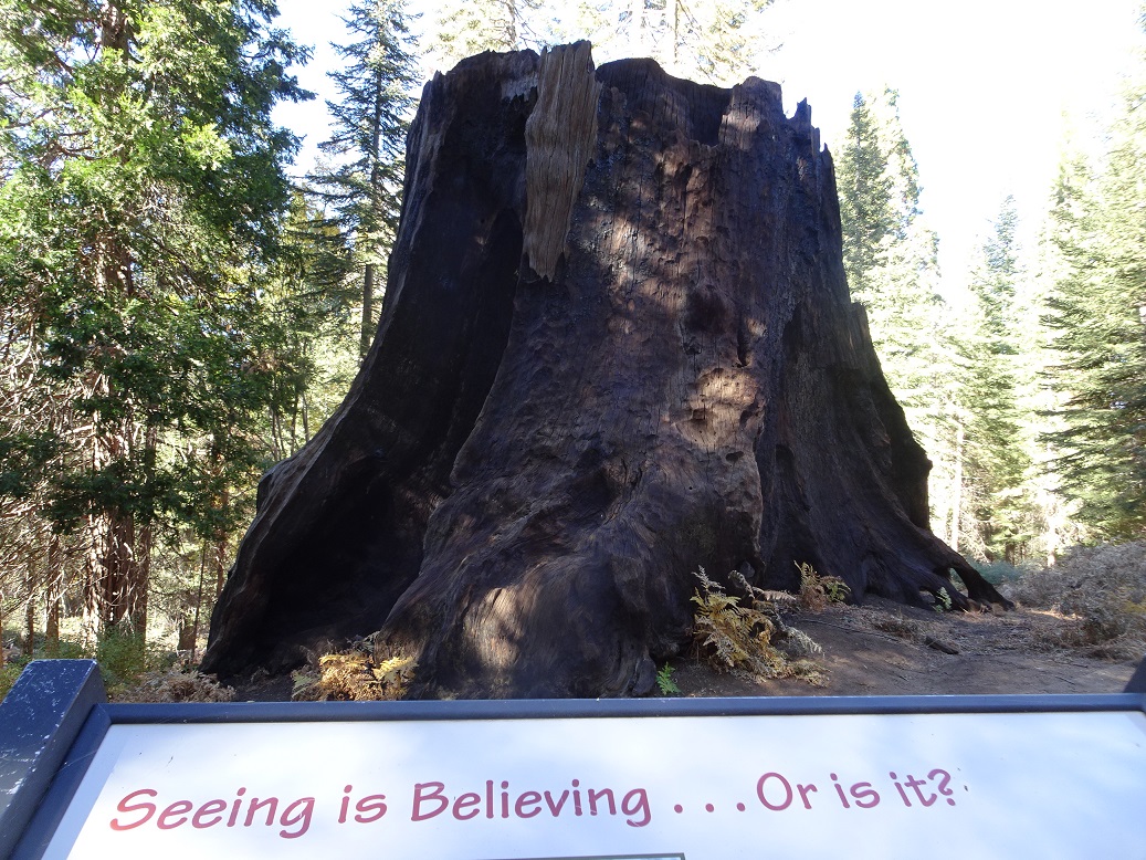 Traveling with Tucson : Kings Canyon - The Boole Tree and Chicago Stump