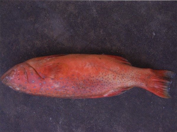Ikan Kurapu - Kakap - Grouper fish - Fish Information (INDONESIA)