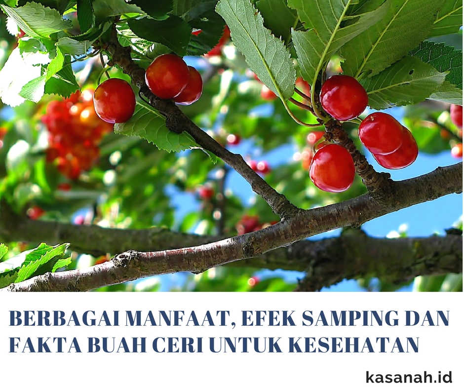 Berbagai manfaat, efek samping dan fakta buah ceri untuk kesehatan ...