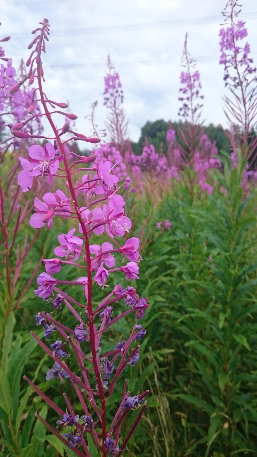 Frisjel: Plukke geitrams og lage geitramssaft - når du vil lære geita ...