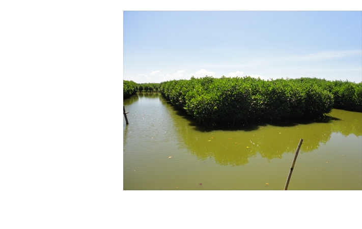 Ekowisata tambak alas Blanakan: 2016