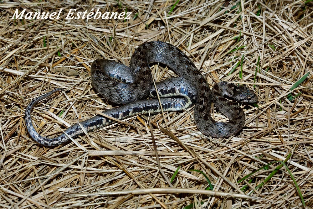 Miradas Cantábricas: Culebra lisa meridional (Coronella girondica)