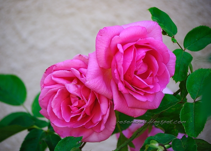 A Rose is a Rose...: More Rose Portraits