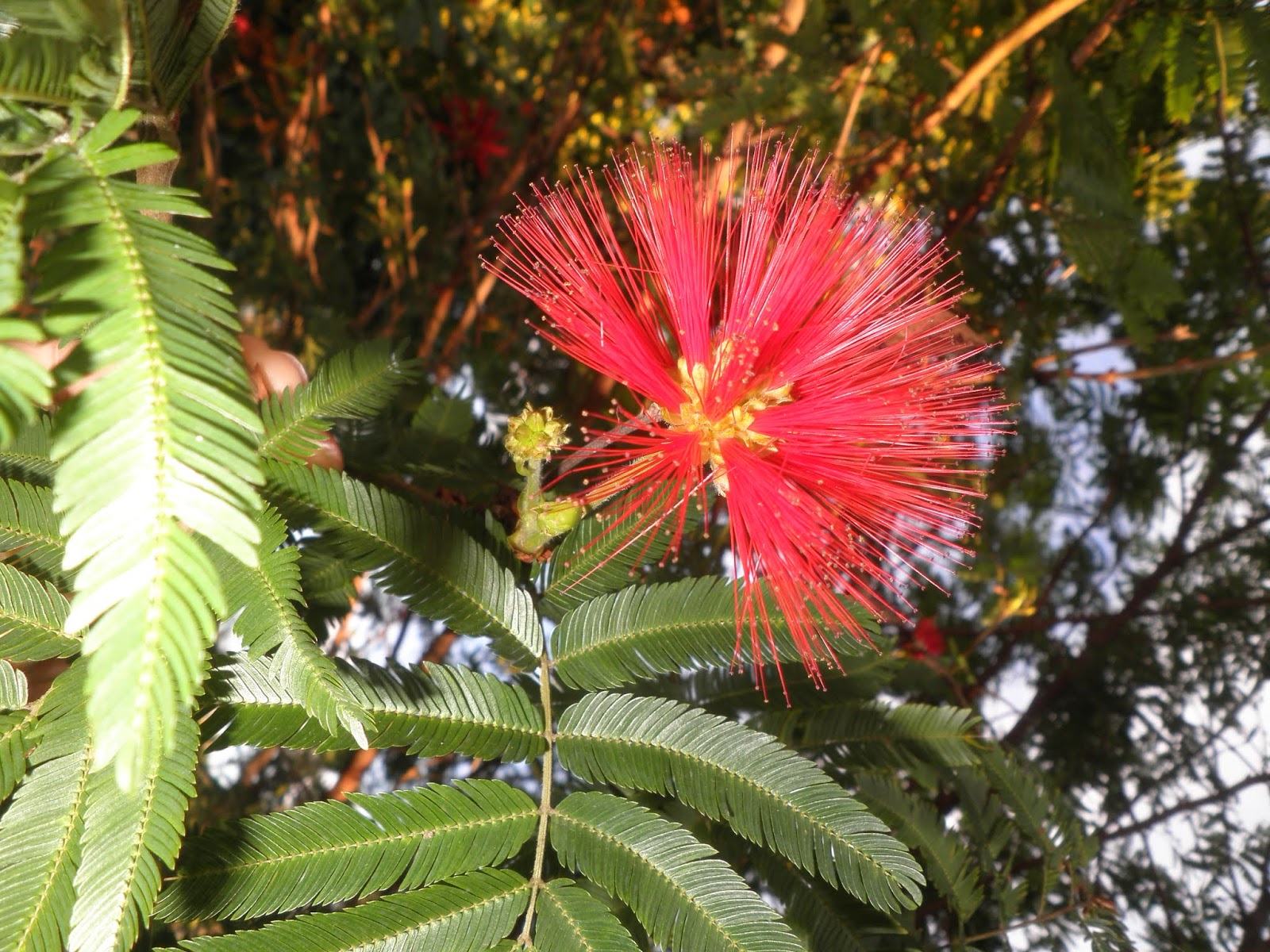Jardim Tupiniquim: Caliandra-vermelha, Esponjinha vermelha (Calliandra ...