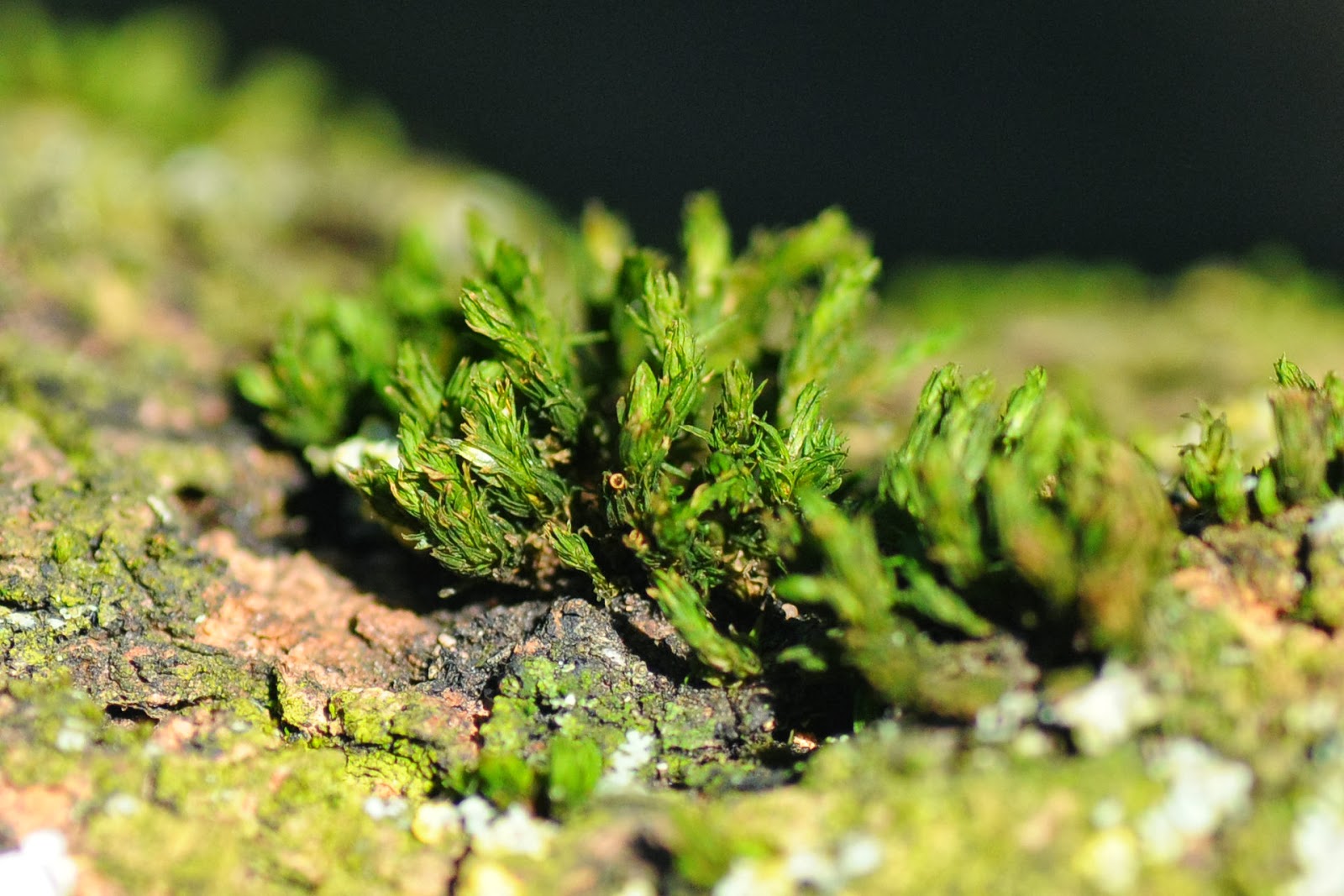 Bill's Birding: Mellow Mosses