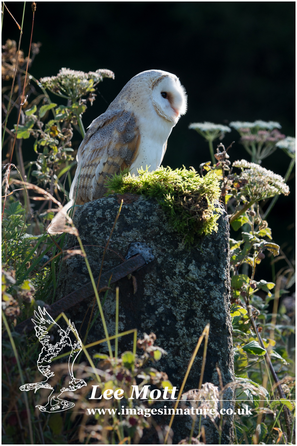 Lee Mott Photography