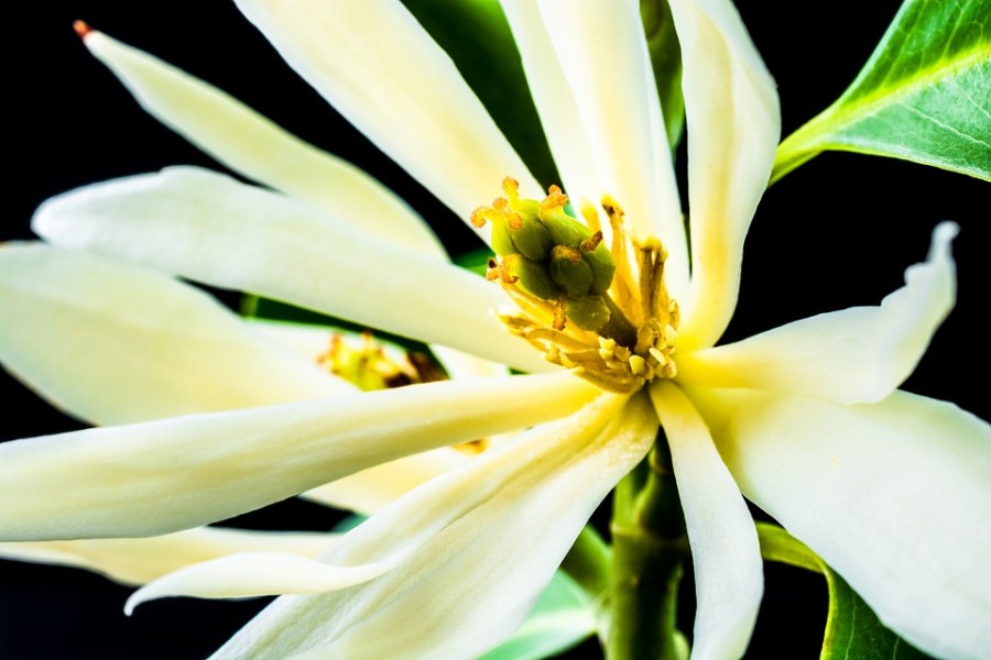 Bicara Mentari: POKOK BUNGA CEMPAKA PUTIH