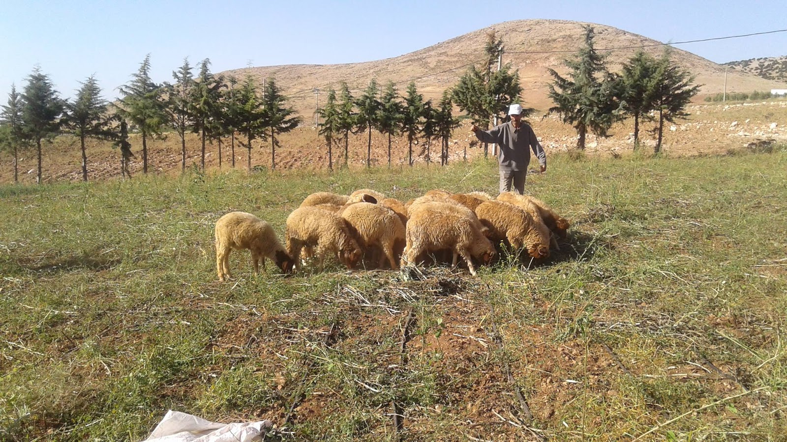 Fattening Sheep for The Sacrifice Feast of Eid