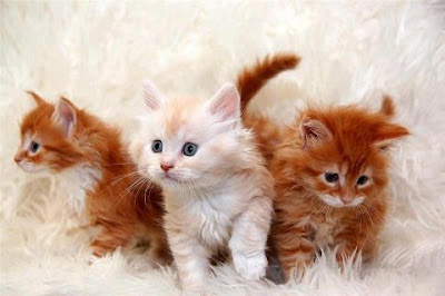 Petsfashion: Cute Three Little Kitty