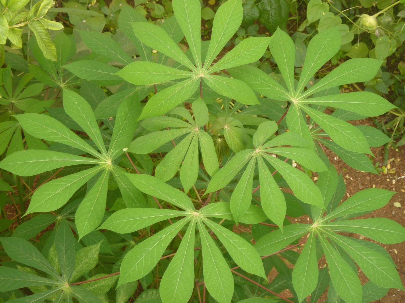 Our Edible Garden: Growing Tapioca