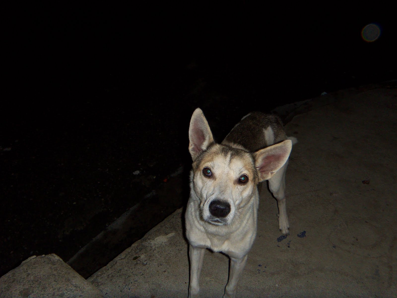 Pedro García Digital::::::