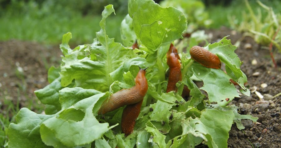 Green Beauty par Emma et Lola: Rhaaa, les limaces