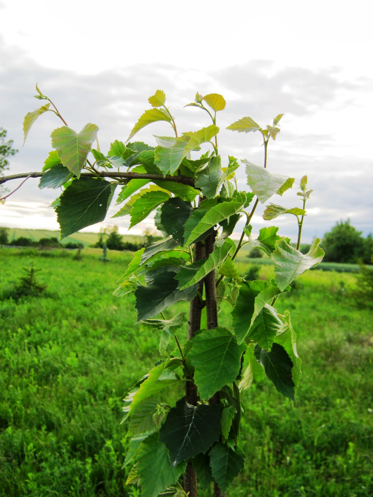 Csodás kertem: Kertem fái