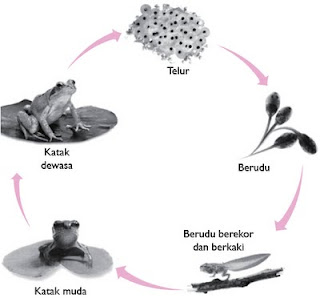 Share about Biology...: Pertumbuhan dan Perkembangan