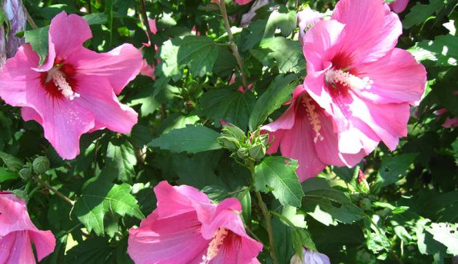 Selain Cantik, Bunga Sepatu Juga Berkhasiat ~ Obat - obatan herbal dari ...