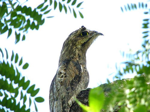Neila Tavares, Geléia Geral: URUTAU, MÃE DA LUA, AVE-FANTASMA - VISTO ...