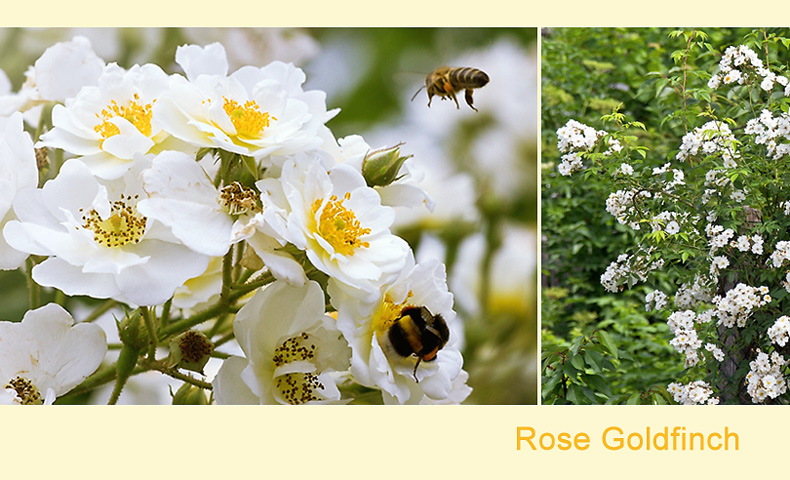 Gartenblog Geniesser-Garten : Rosen im Garten