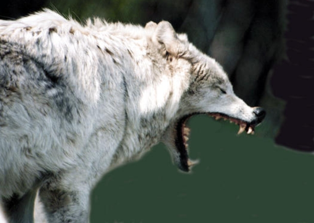 White Wolf : Scientists Claim That Wolf Yawning Is Contagious. Let's ...
