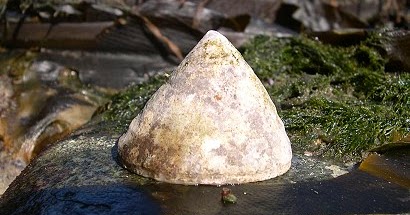 Variety of Life: Acmaeidae