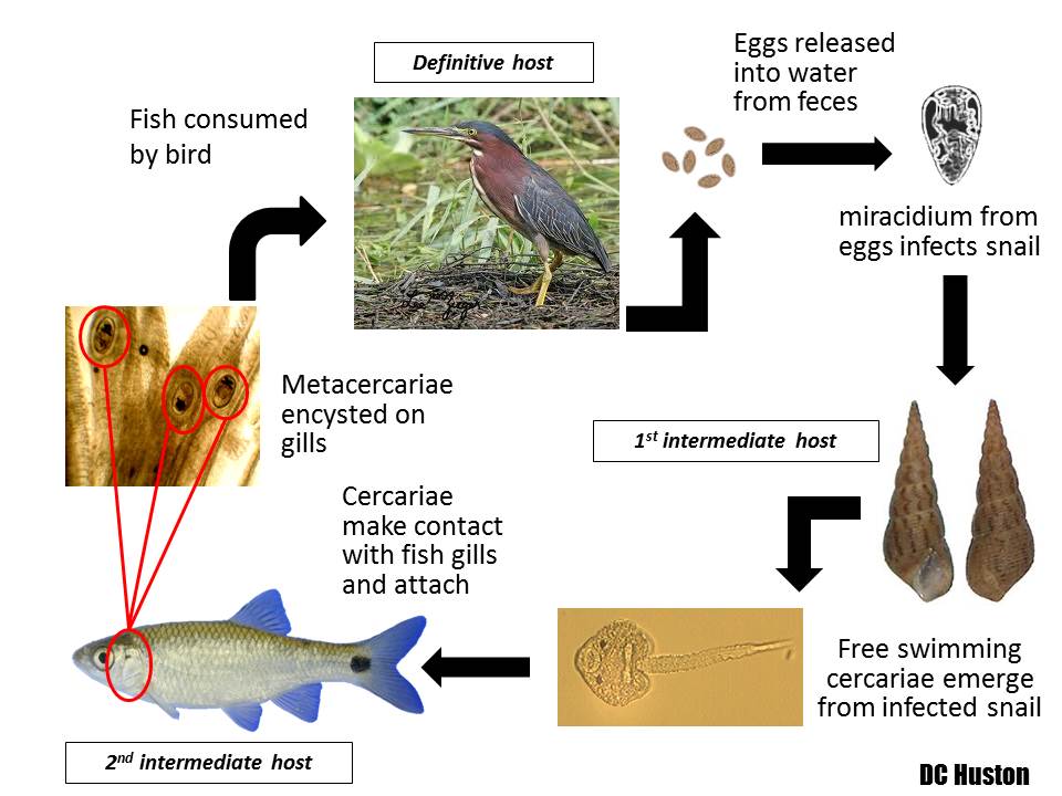 Daniel C. Huston | Research Page: November 2015