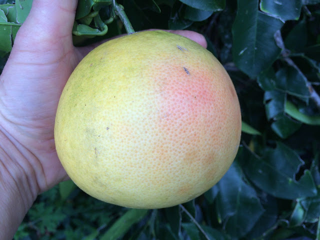 12 ways to use your grapefruit abundance - Our Permaculture Life