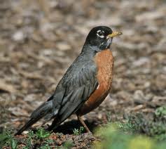 American Robins Facts And Pictures | All Wildlife Photographs