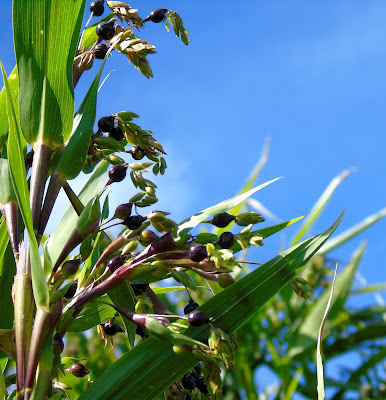 Nature and Farming: Adlai Production Guide