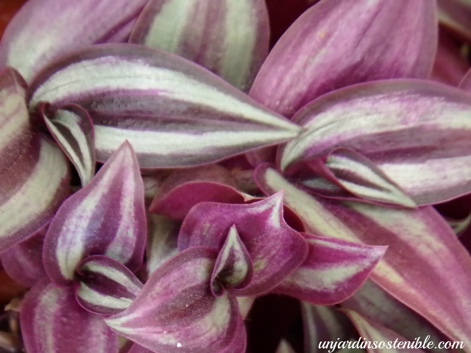 unjardinsostenible.com: Tradescantia zebrina (Zebrina péndula, Amor de ...