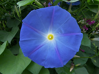 Flowers Of The World: Bluebell Flower Facts And Information